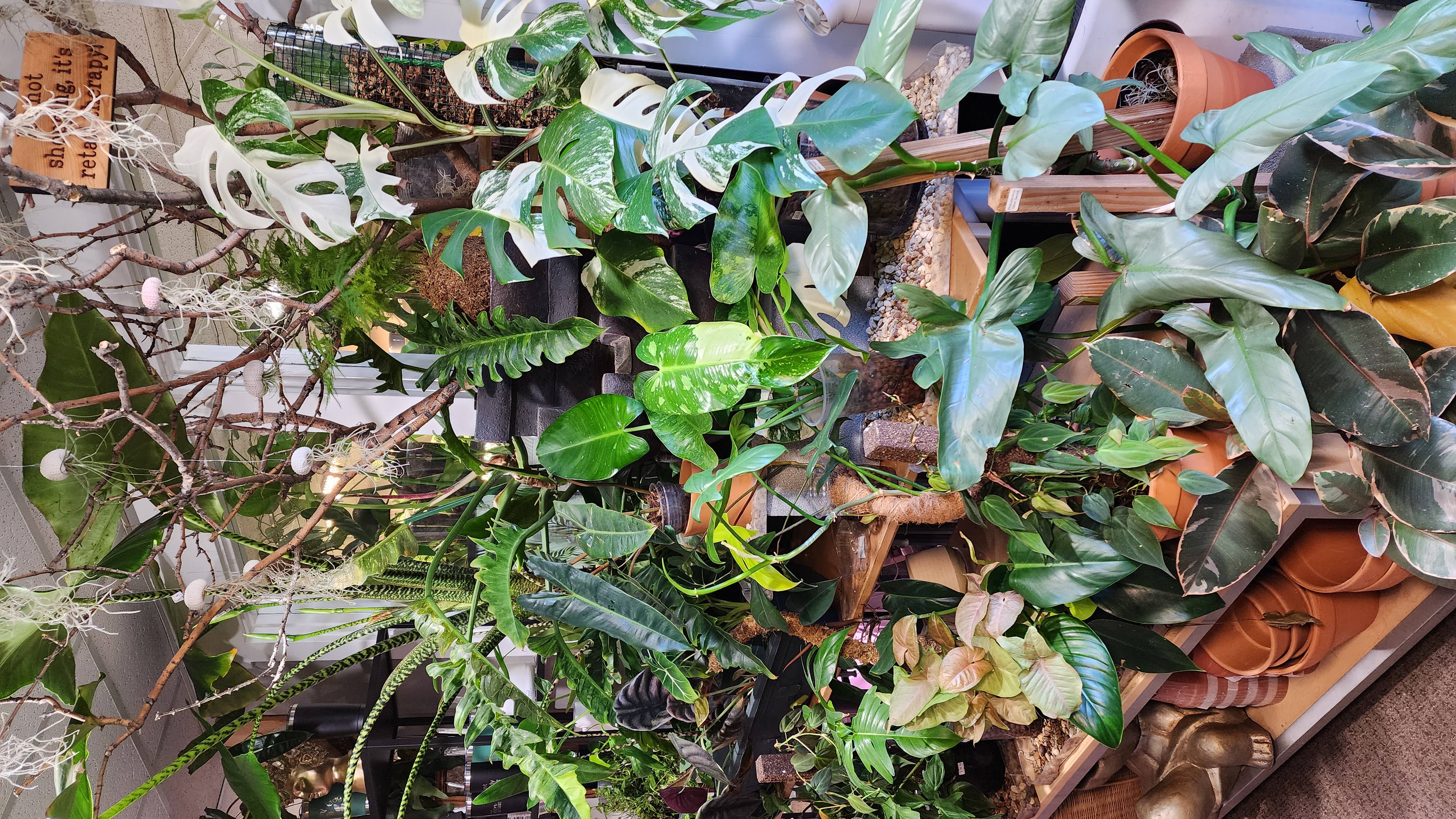 Armstrong Aroids - Bountiful, UT | Names and Numbers